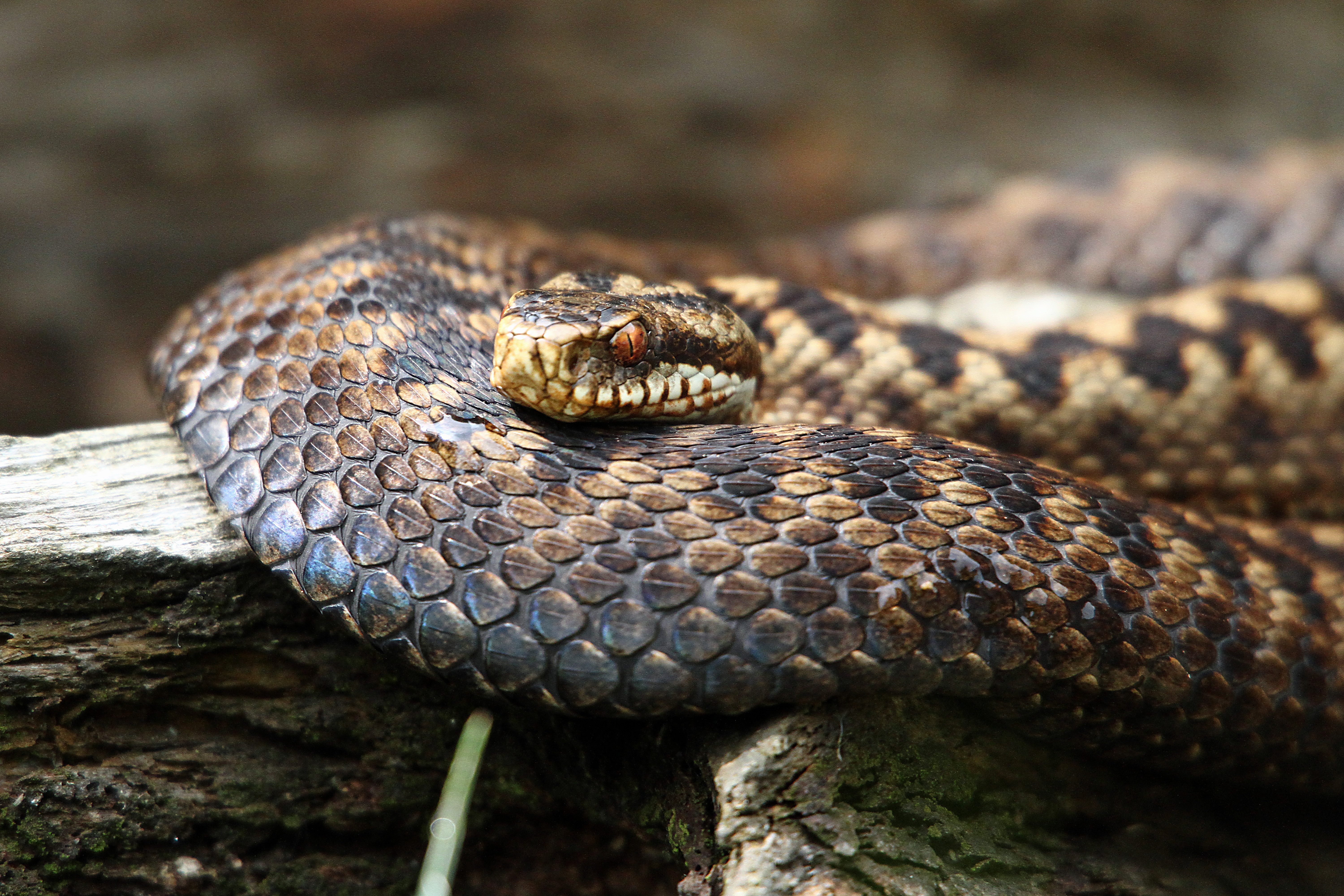 Adder | Wildwood Group