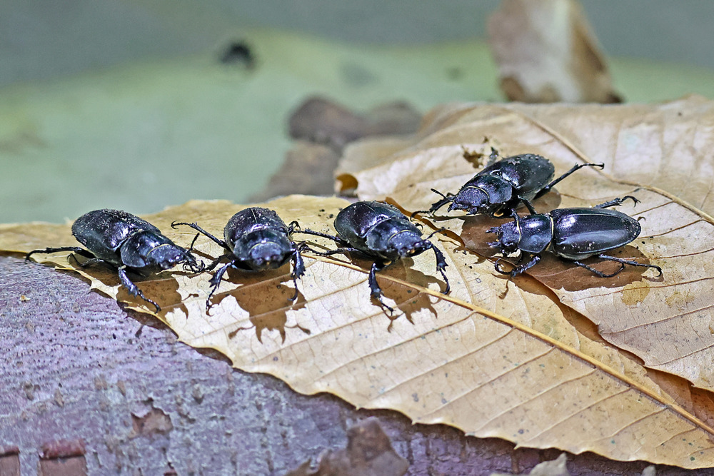 KS3 & KS4 Education Activities