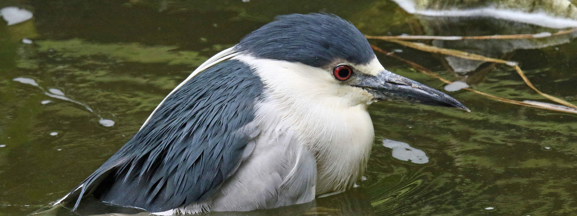 Night Heron | Wildwood Group