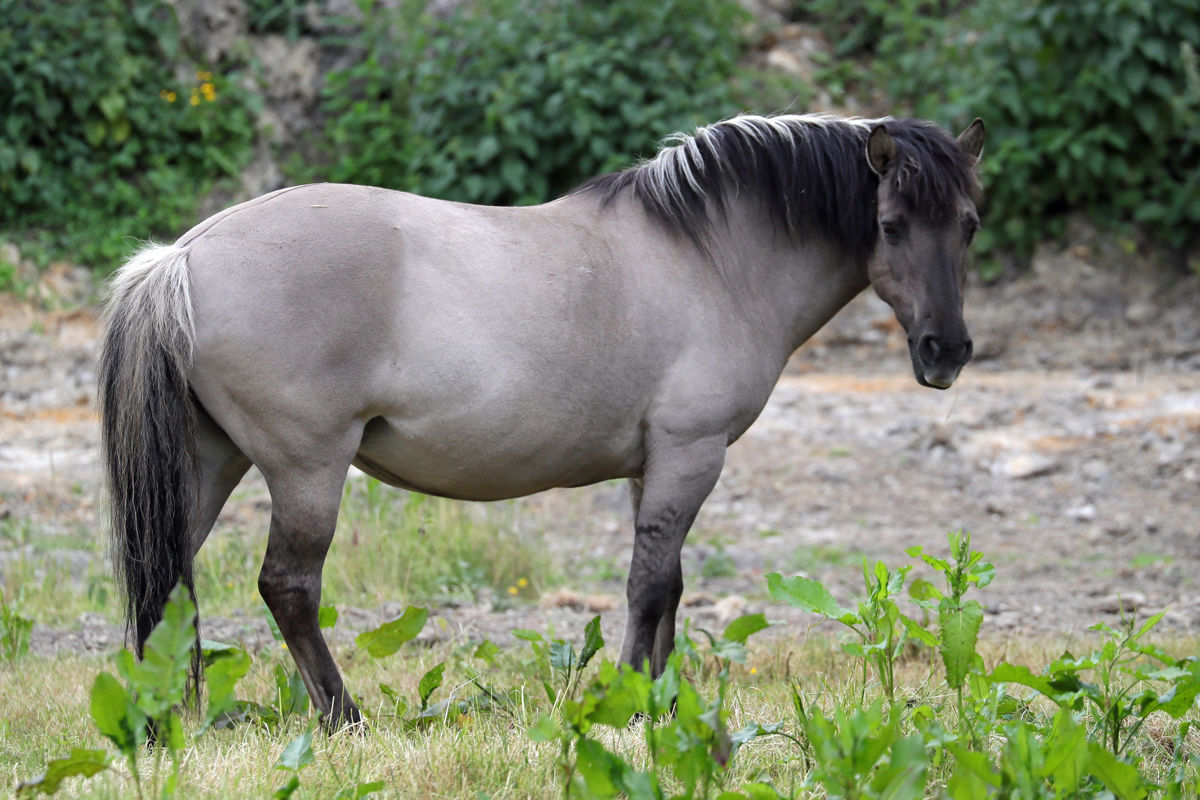 Konik Horse | Wildwood Group