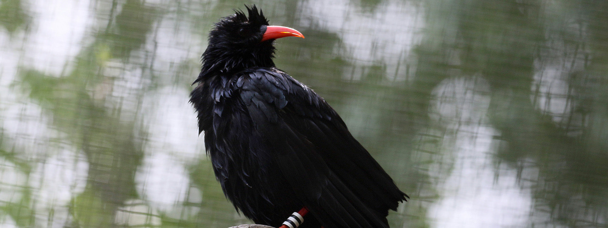 Red-Billed Chough | Wildwood Group