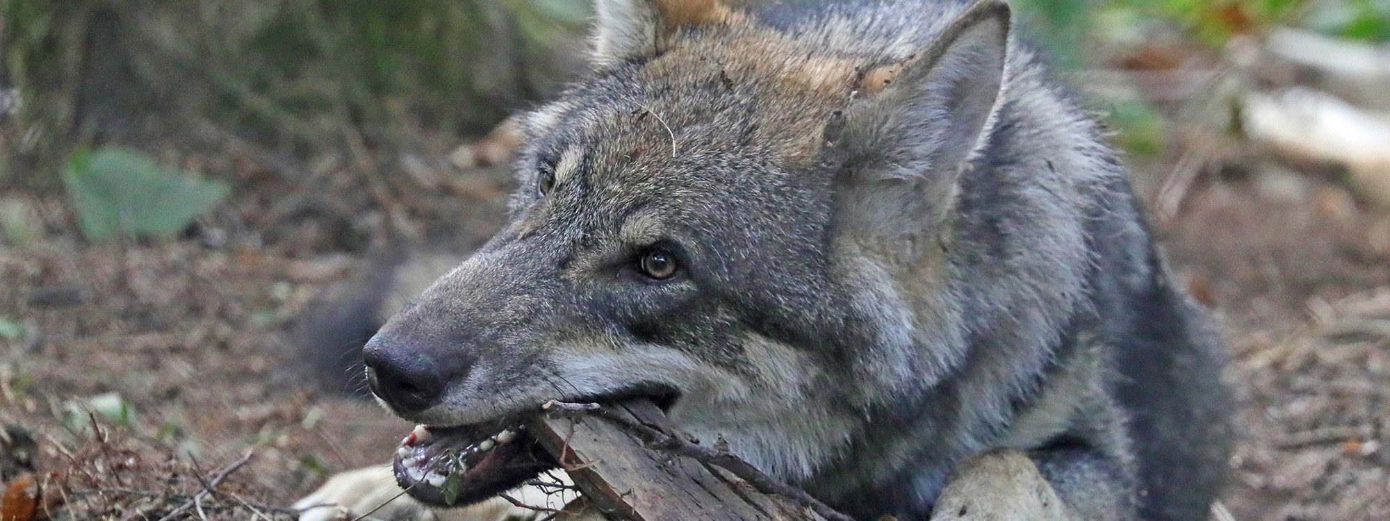 European Wolf | Wildwood Group