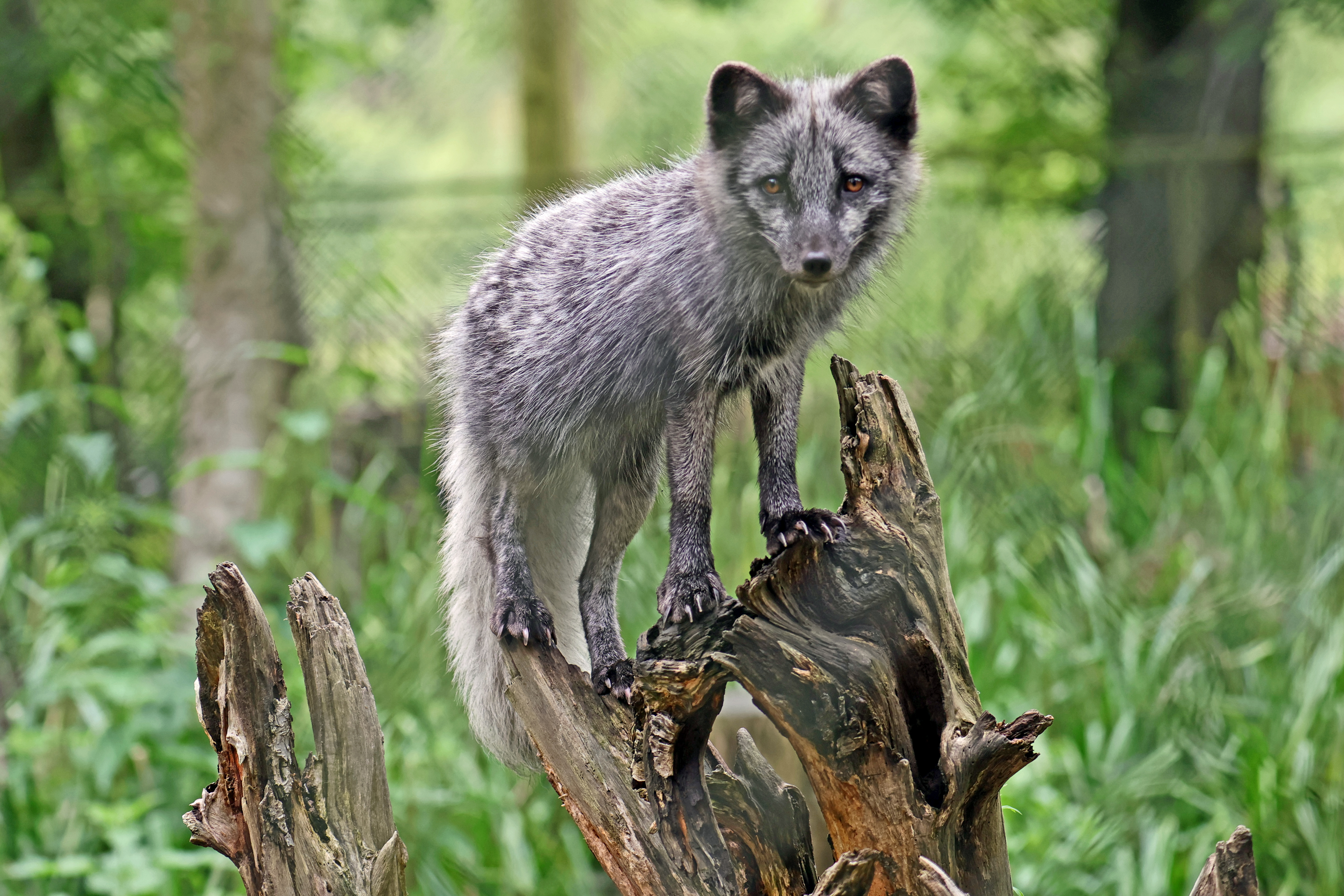 Arctic Fox | Wildwood Group