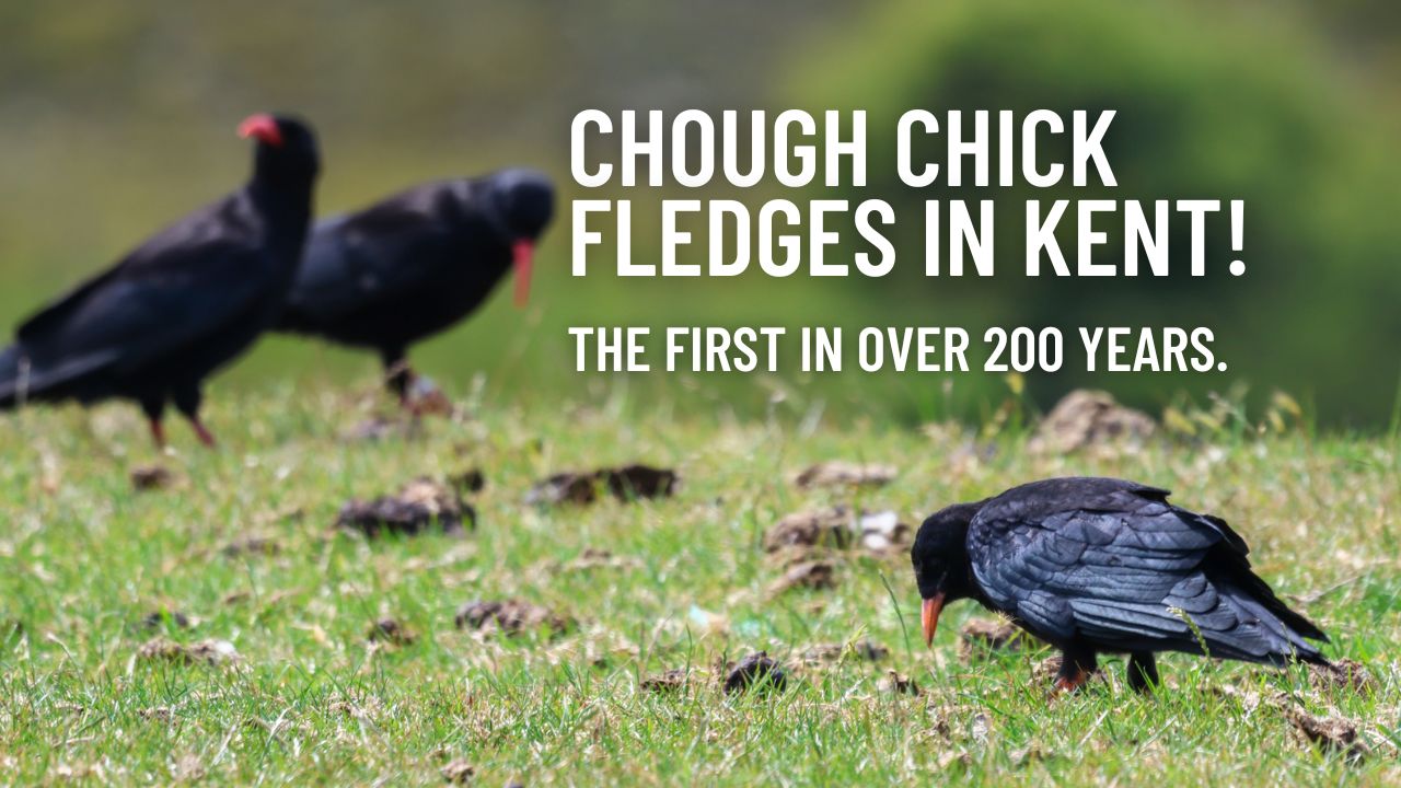 We're chuffed to see Kent's first wild-born chough in over 200 years