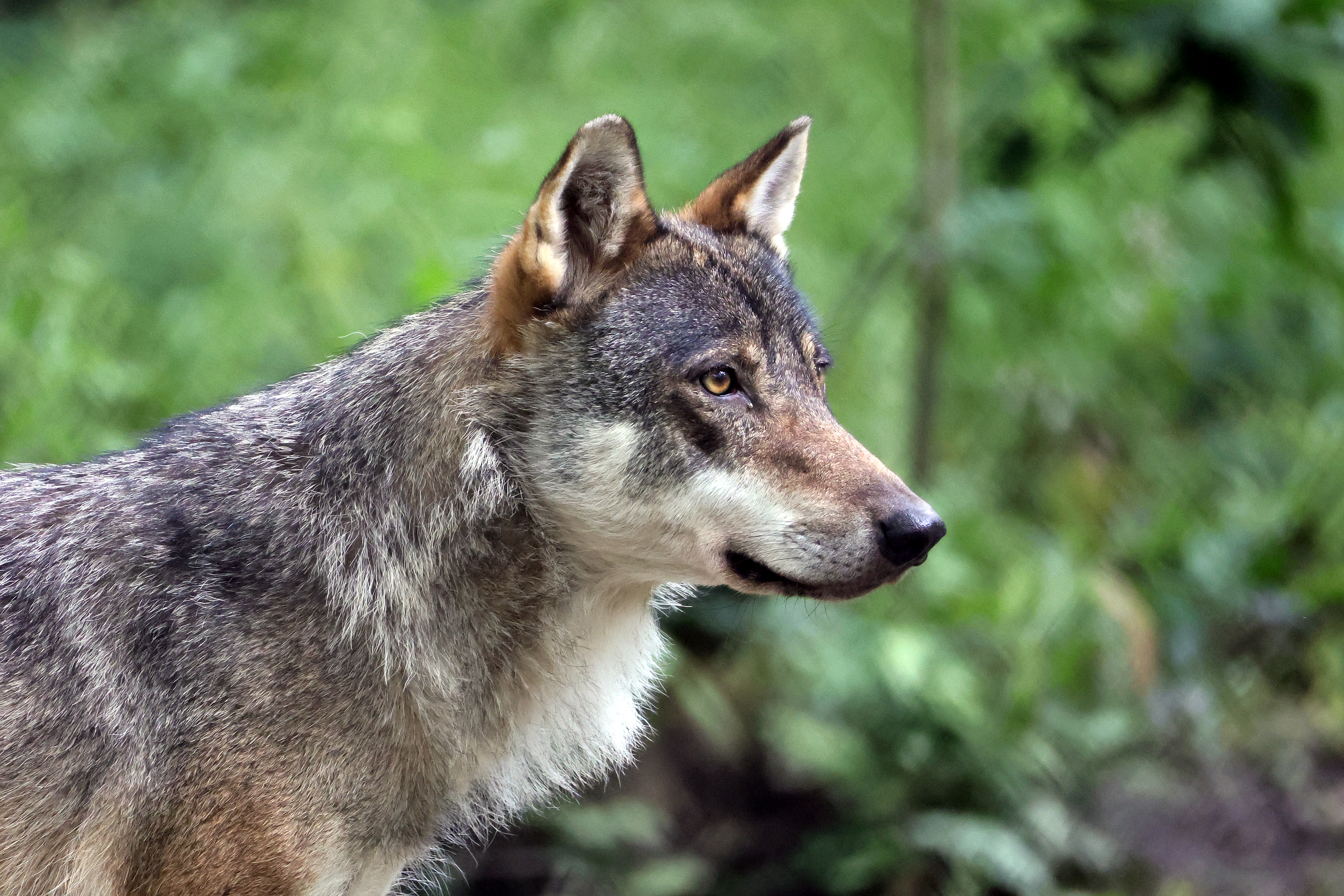 European Wolf | Wildwood Group