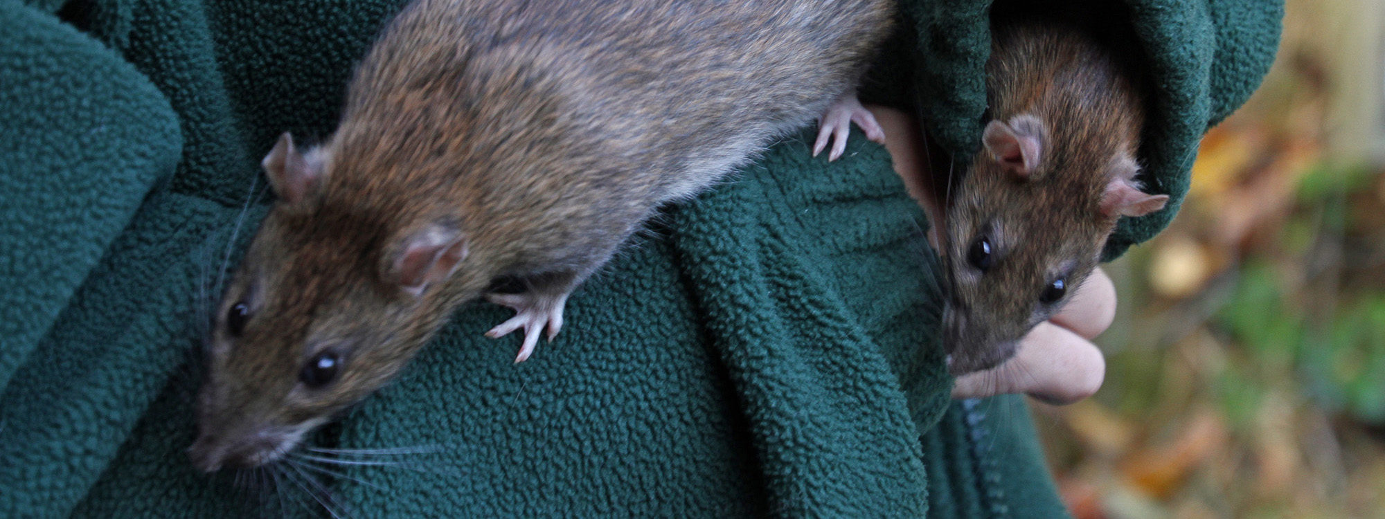 Brown Rat | Wildwood Group